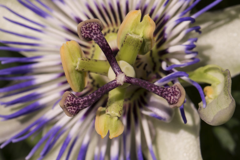 _MG_9223 – Pixolonium